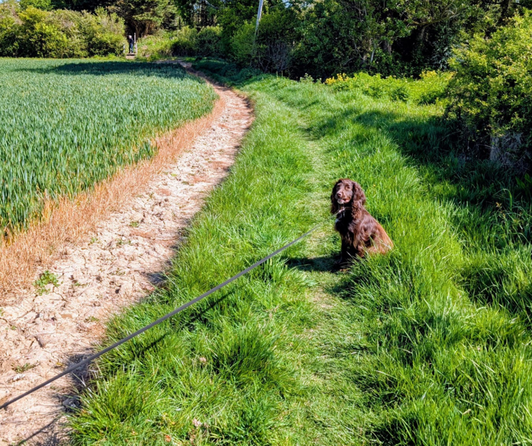 The Cat & Rabbit Rescue Centre revives sponsored walk for 40th ...