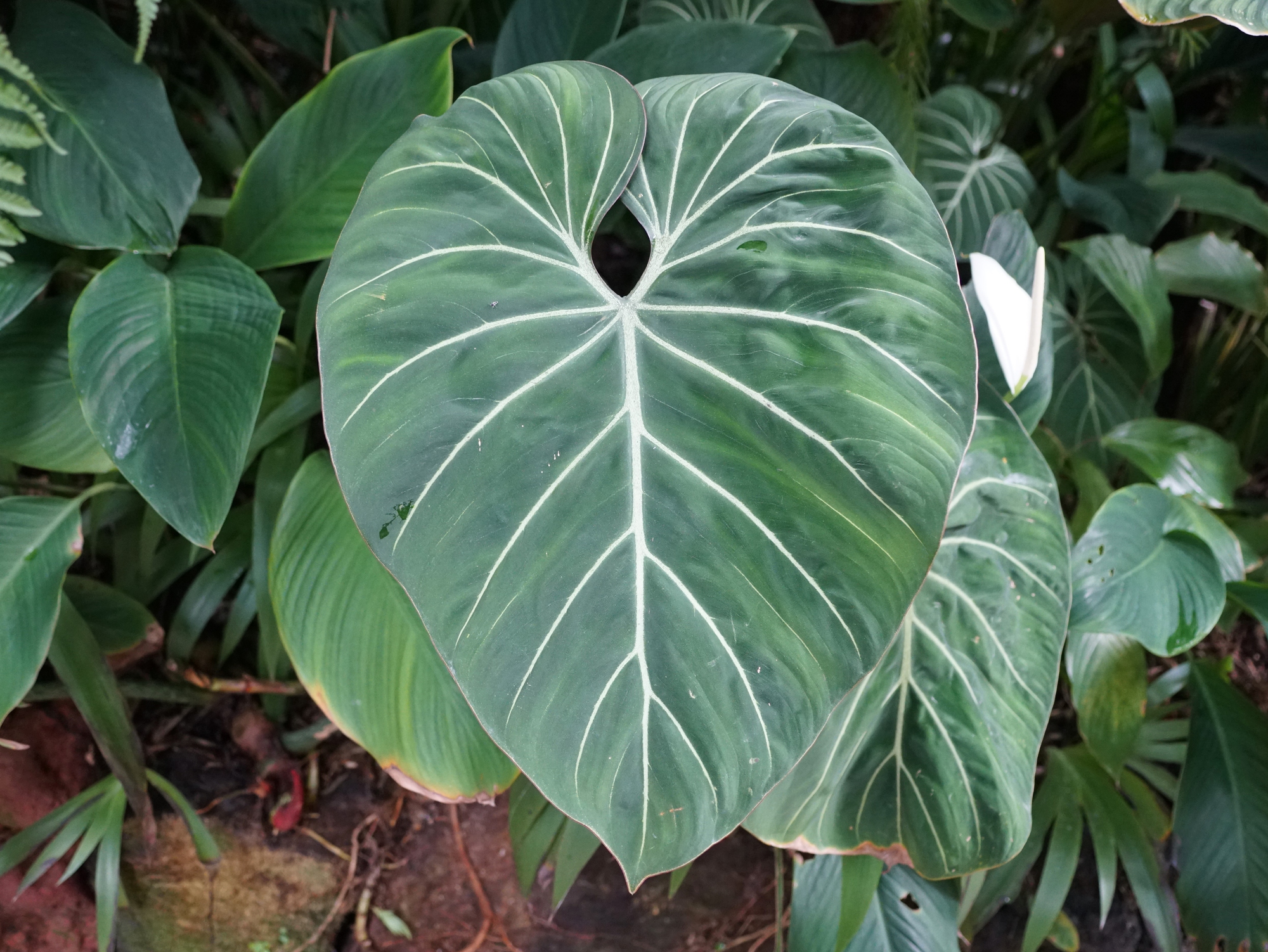 Practical tips for caring for your plants