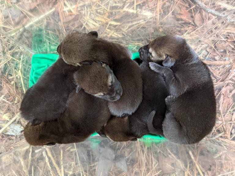 Five critically endangered red wolf pups born at the North Carolina ...
