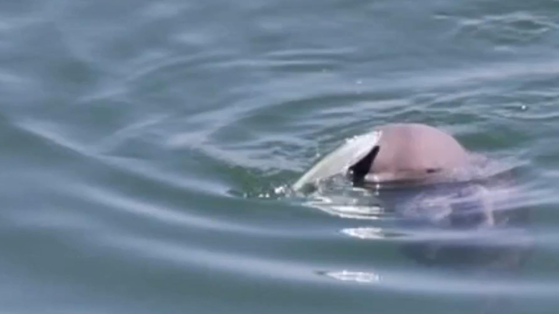Yangtze finless porpoise shows off impressive hunting skills in China