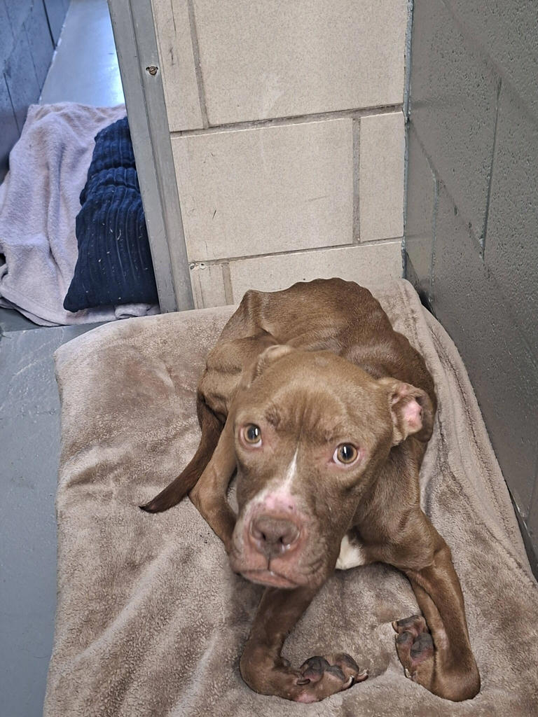 Reward offered for info about emaciated-looking dog found in Wallingford