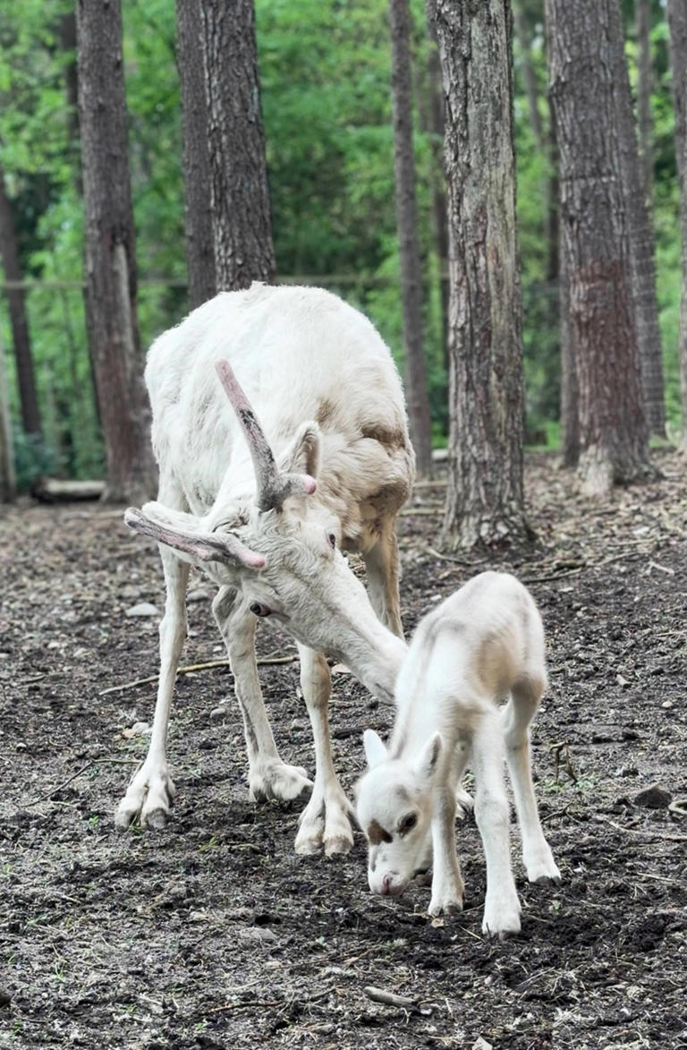 Tierische Sensation im Wildpark Müden: Weißes Rentier „Heartbreaker ...