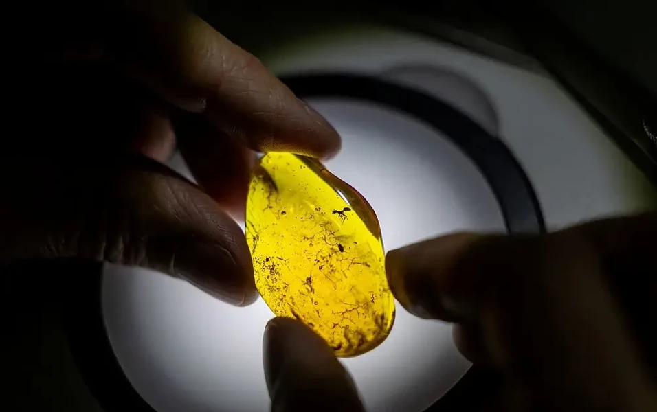 Amber fossils reveal ancient firefly glow and mosquito evolution