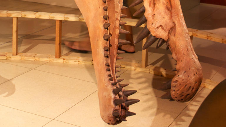 A bus-sized predator with a scimitar crest just emerged from the Sahara ...
