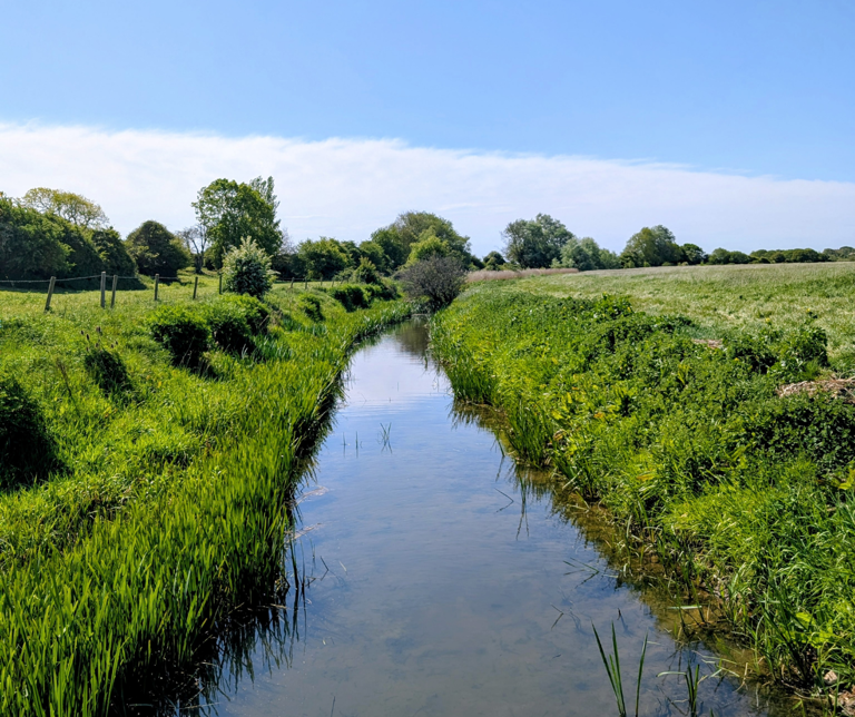 The Cat & Rabbit Rescue Centre revives sponsored walk for 40th ...