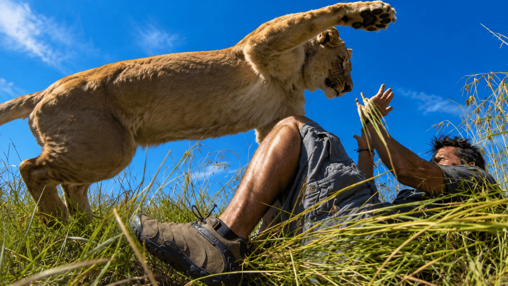 This lioness played too rough with him