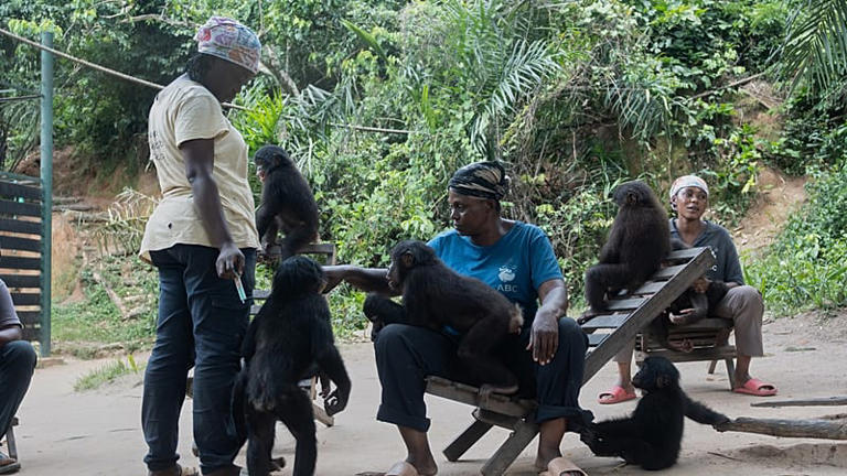 Inside the world’s only bonobo rescue sanctuary in DRC