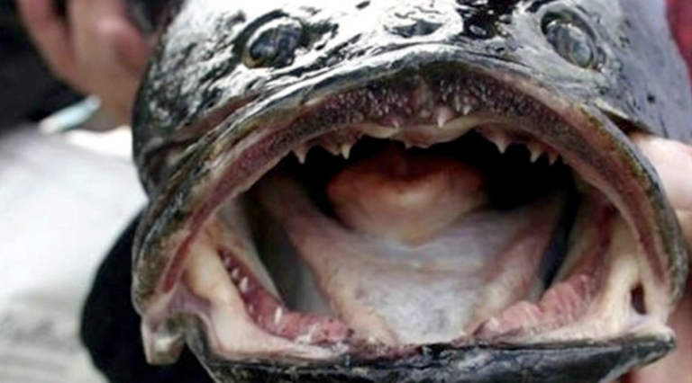 This fish is ugly, can breathe air and if you see it in SC, kill it ...