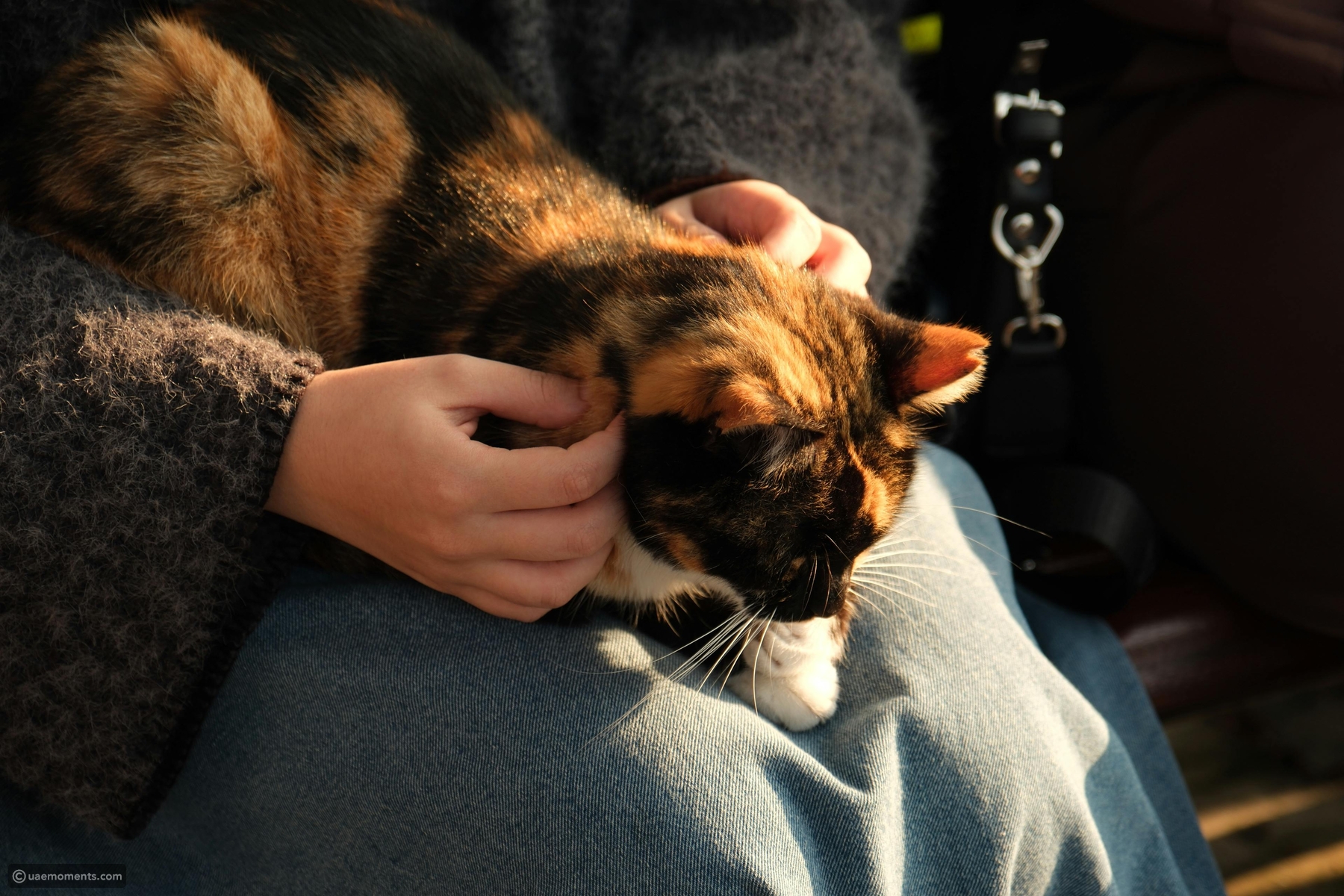 Why your cat avoids cuddling and how experts say to fix it