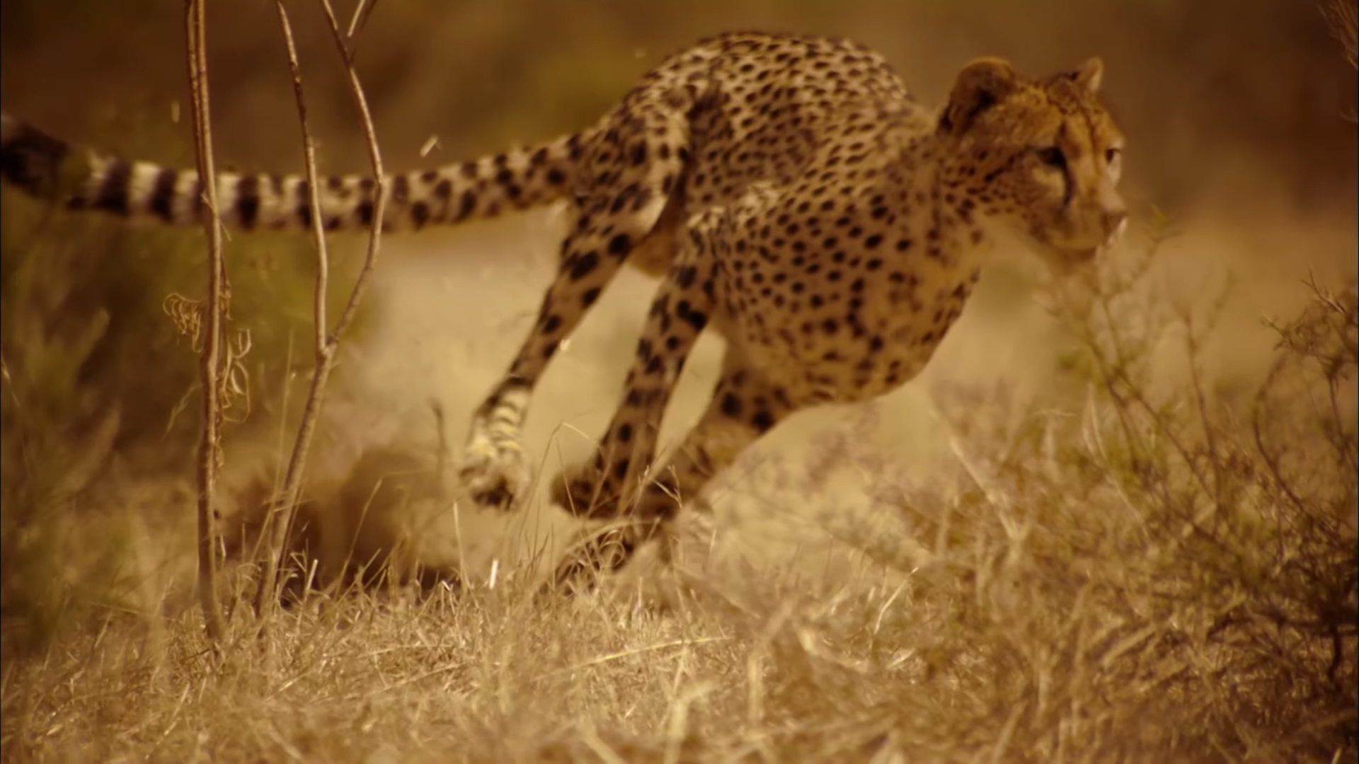 In the wild... speed means life or death