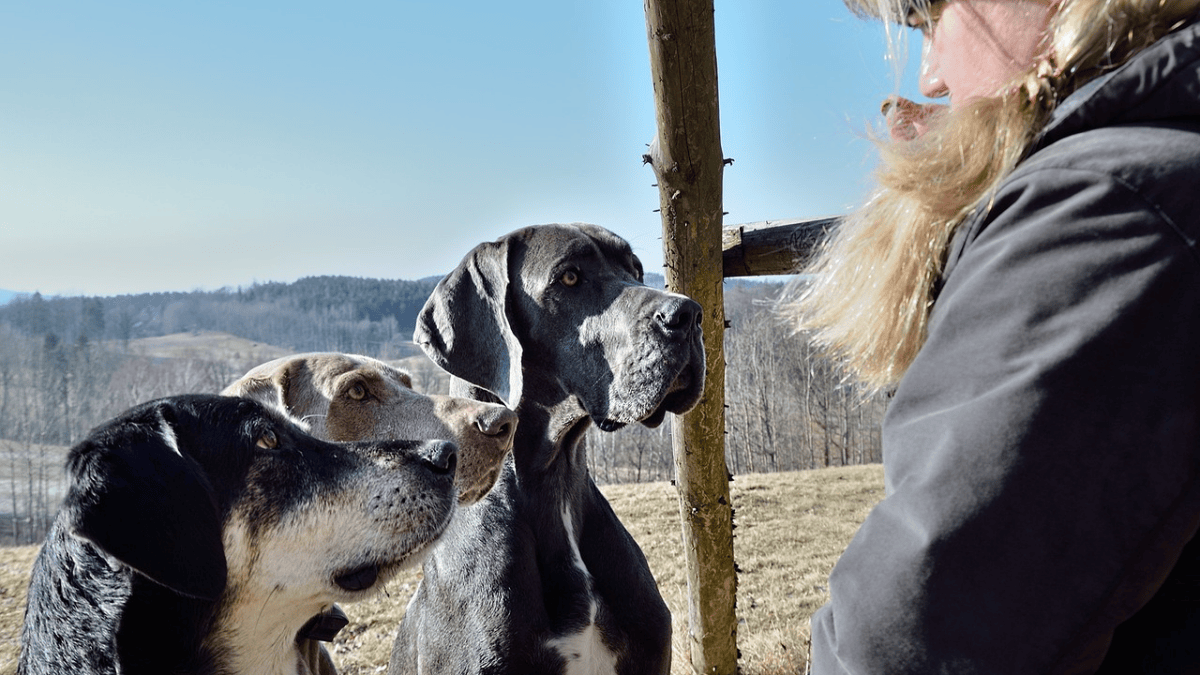 8 things your dog may understand when you talk to them, according to ...