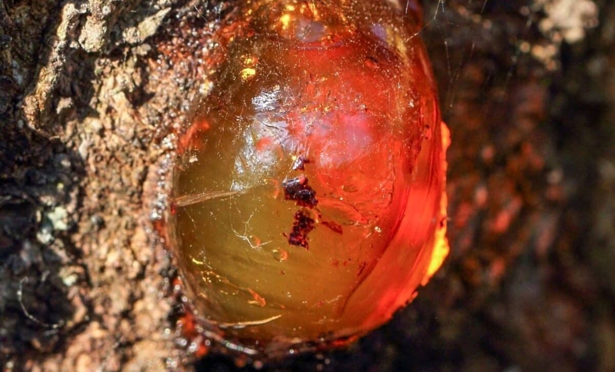 Scientists found a tiny insect trapped in amber since the dinosaur era ...