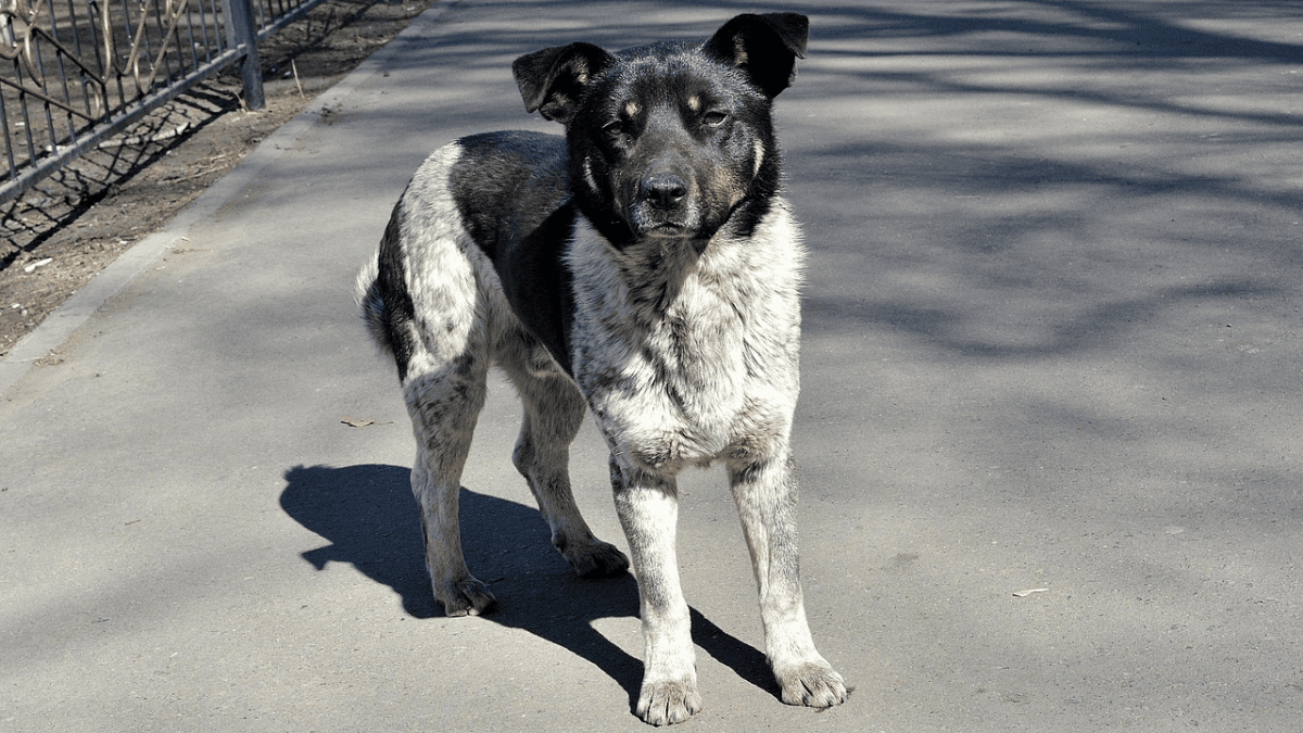8 things your dog may understand when you talk to them, according to ...