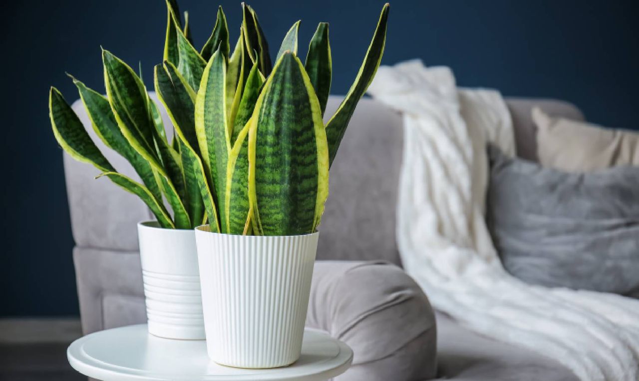 Snake plant falling over? Here's what's wrong and how to fix it