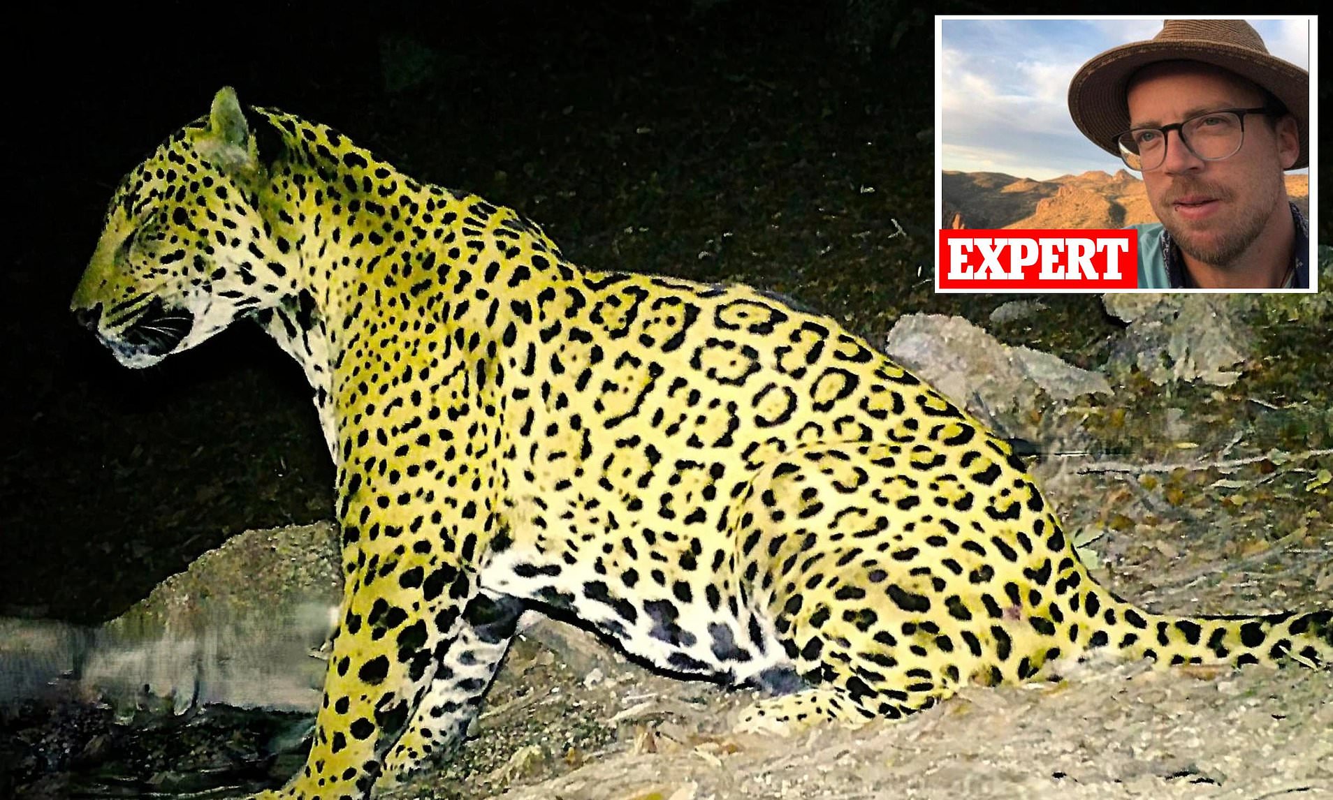 Gorgeous and exceptionally rare wild cat is caught on trail camera ...