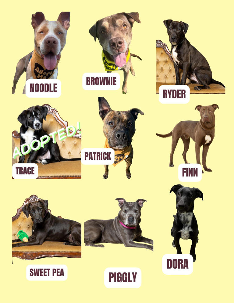 Wilson County Animal Control issues plea for adoptions as shelter ...