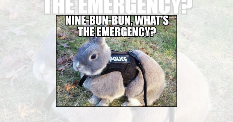 21 funny bunny memes hopping in to save your Wednesday
