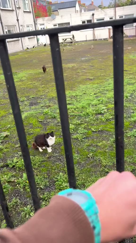 Halloween in Ireland with my Catwoman cosplay and cat army