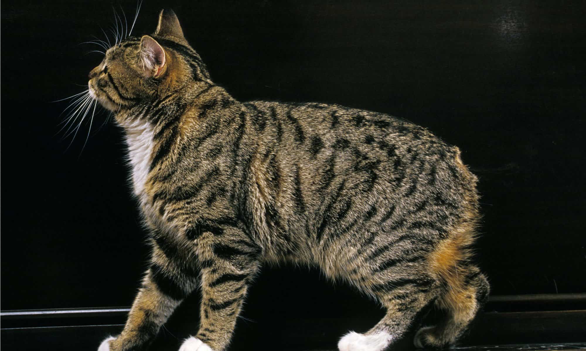 The largest domestic cat on Earth is bigger than some wild cats