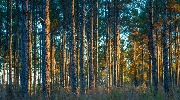 Money grows on trees: Florida’s forest industry pumps $29 billion into ...