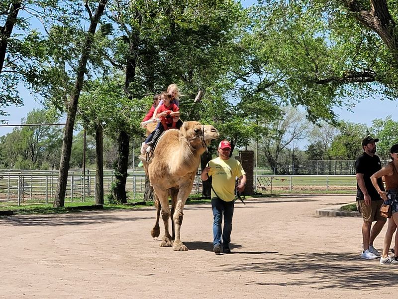 You don’t need a passport to see giraffes and camels at this Kansas farm