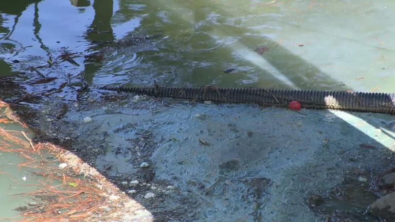 Warning issued after algae bloom discovered at Lake Allatoona