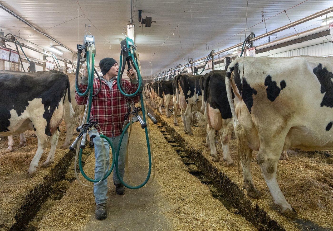 What's the deal with 6% fat milk, newly on the market in Ontario?