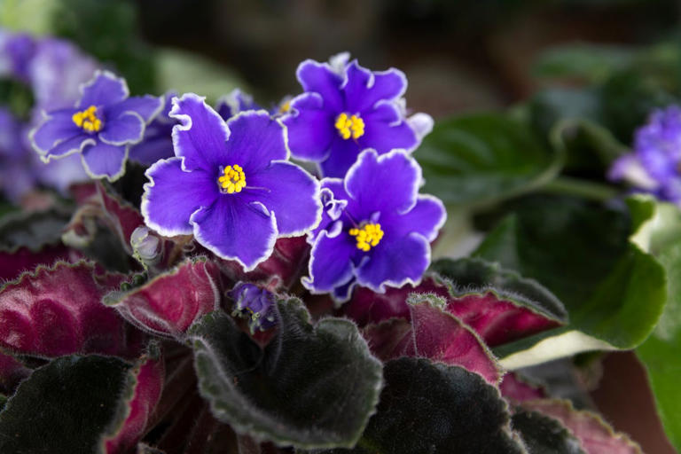How to keep your African violets blooming all year, according to ...
