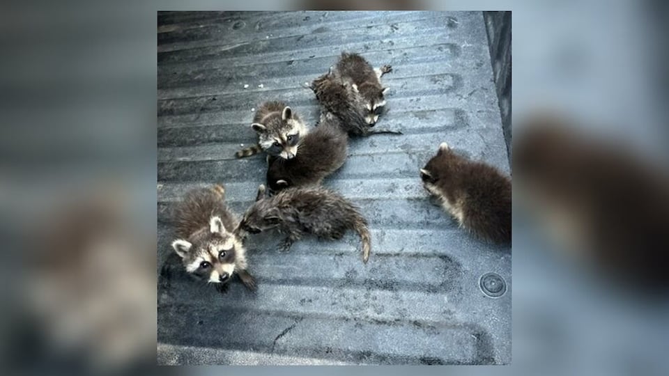 Park ranger rescues baby raccoons from roadway