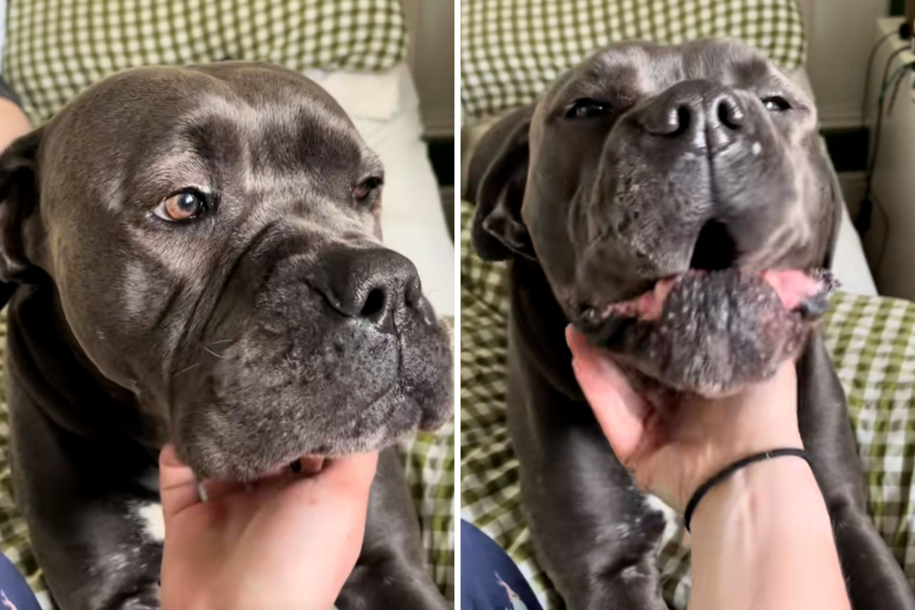 What Rescue Dog Does on First Morning out the Shelter Breaks Hearts