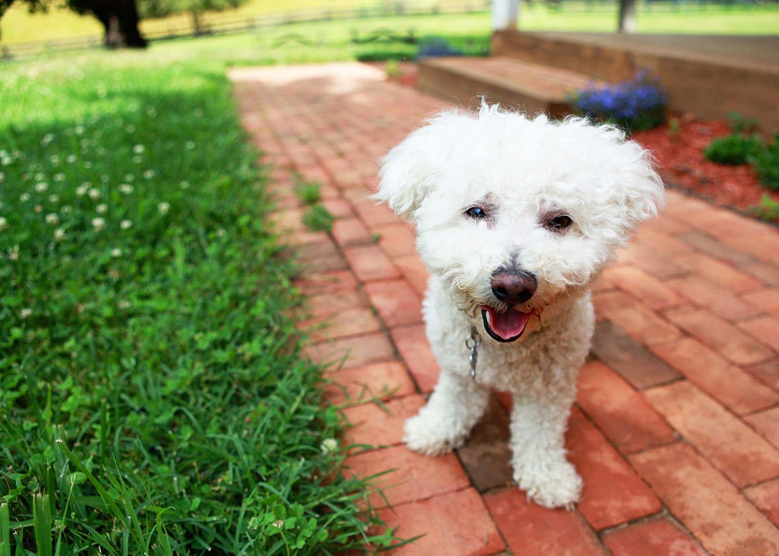 Puppy couldn’t be happier to get her own backyard at the new house