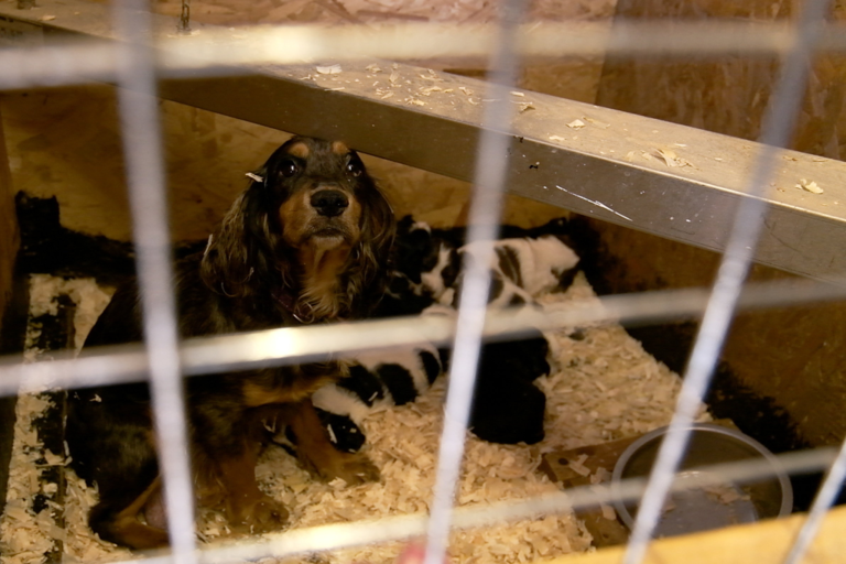 Cops seize 53 dogs from illegal breeder’s house