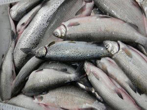 The environmental and social impacts of fish farming and industrial ...