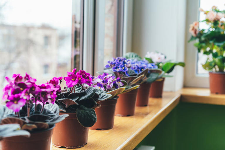 How to keep your African violets blooming all year, according to ...