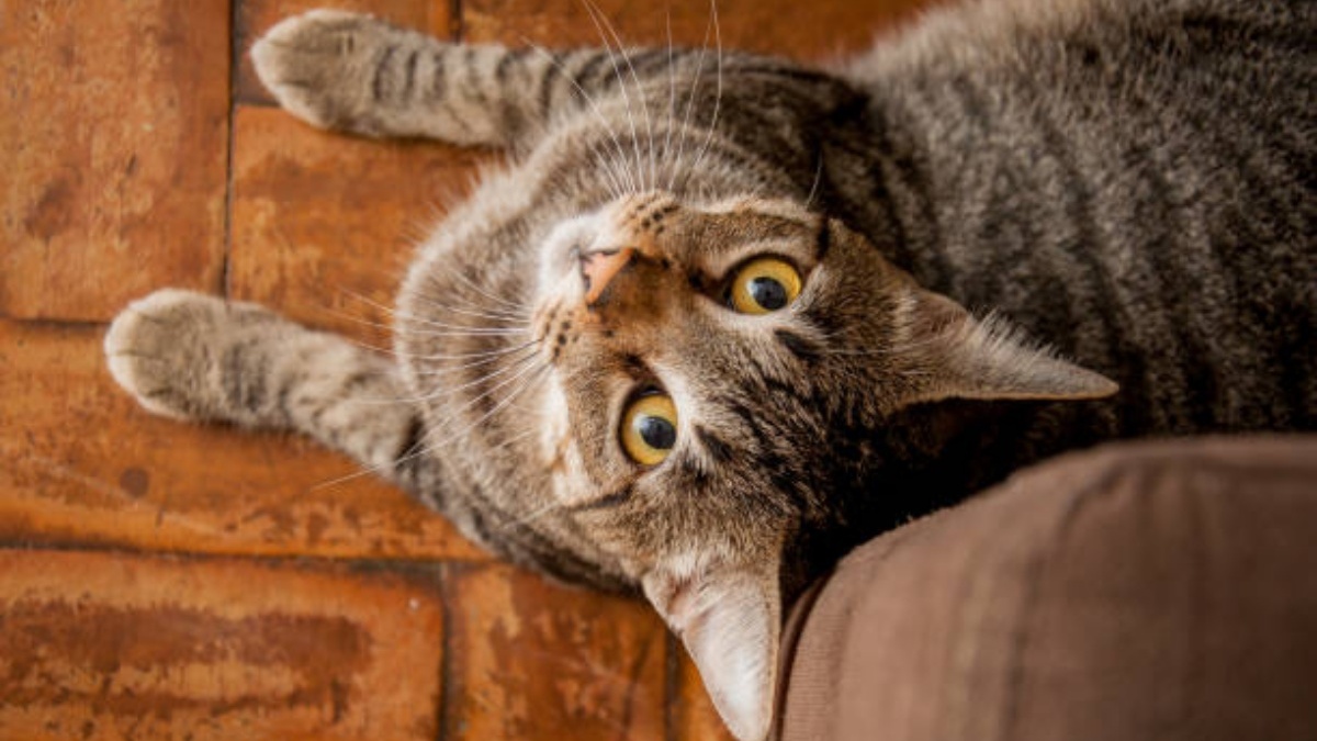 8 reasons your cat bunts you, according to feline behavior experts