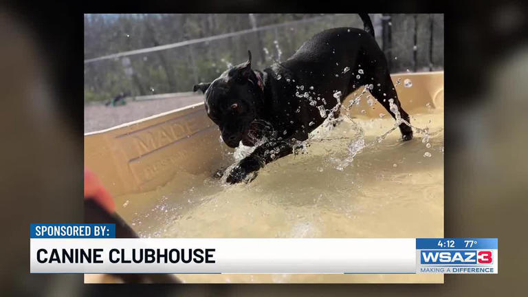 Canine Clubhouse on First Look at Four