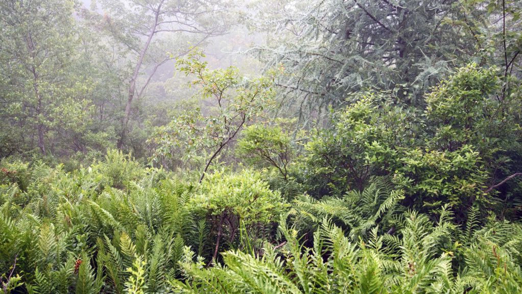 Fog bacteria found to break down air toxins at record speed