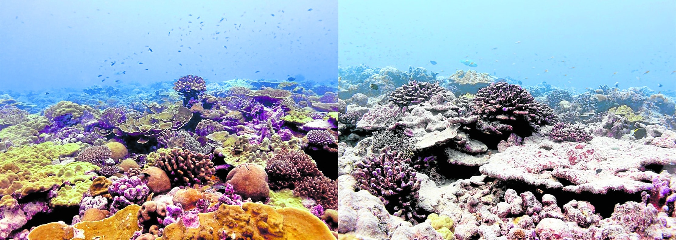 EU monitor: Sea temperatures near all-time highs as El Niño looms