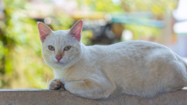 10 rare cat breeds that exist but are almost never seen