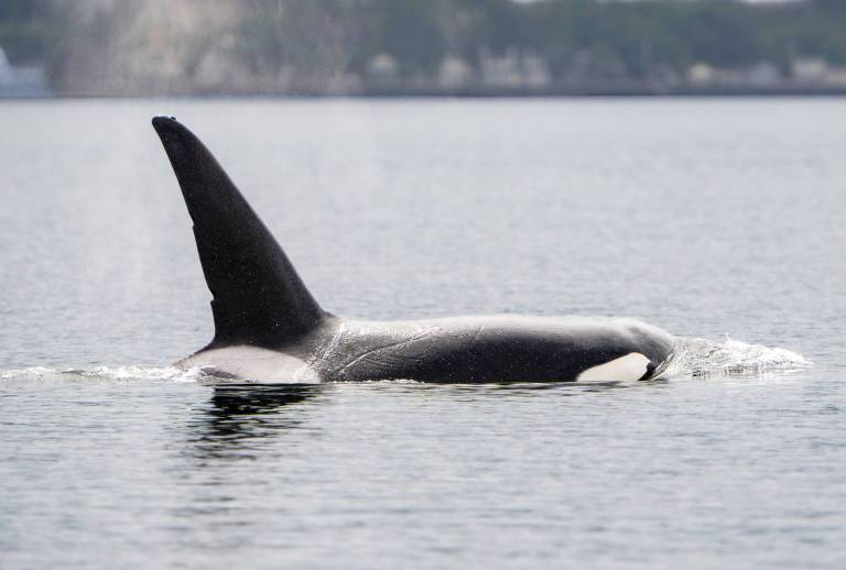 Kites and orcas fill the sky and Sound on Mother’s Day