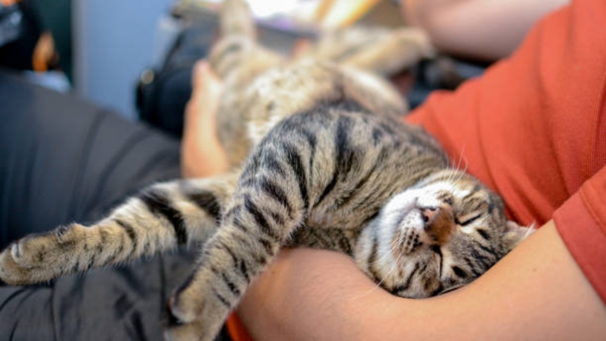 8 reasons your cat bunts you, according to feline behavior experts
