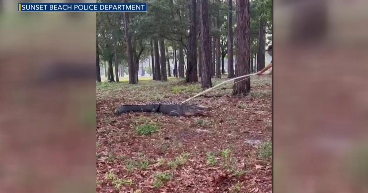 400-pound alligator relocated in Sunset Beach