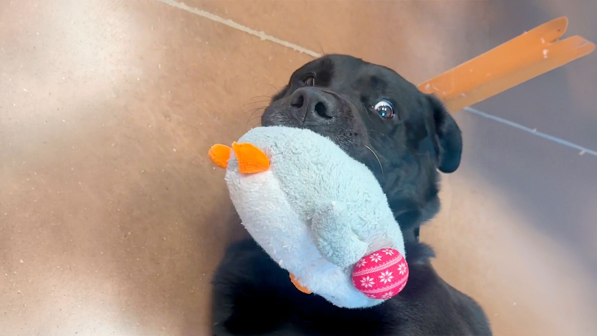 Senior dog spent months in the shelter until mom saw viral video
