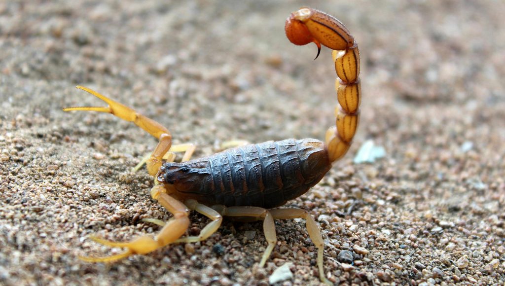 Nature’s toughest armor gets wilder up close