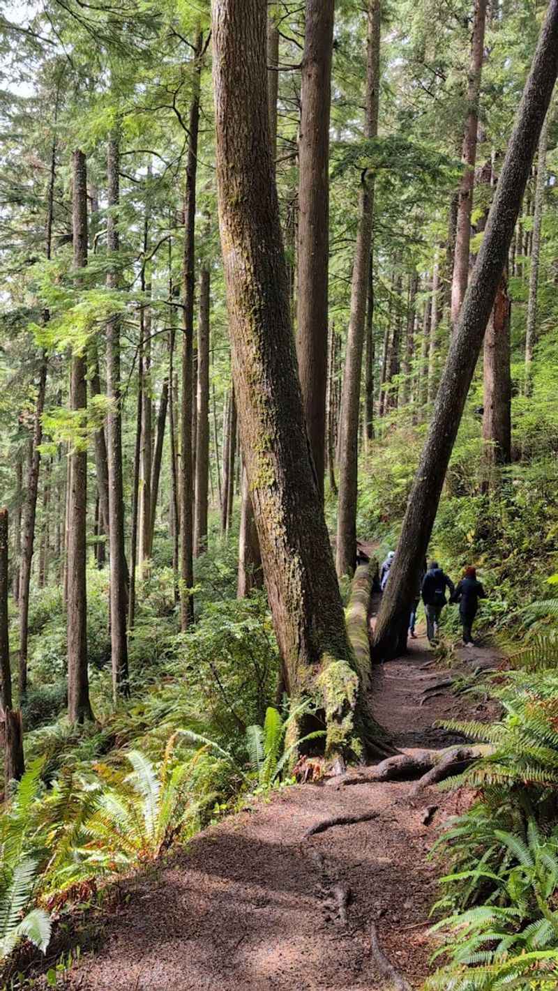 This 5.2 mile Oregon hike takes you through old growth forest to a ...