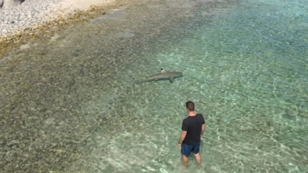 He was standing in waist-high water - then a shark attacked
