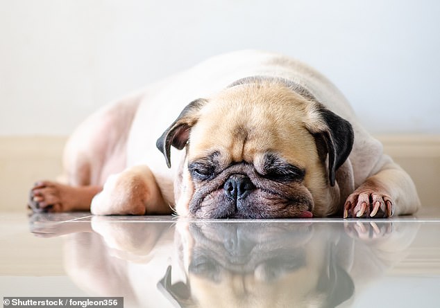 Scientists pinpoint the genes that stop flat-faced dogs from being able ...