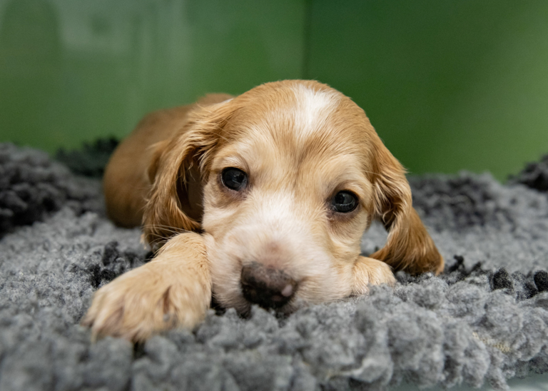 Cops seize 53 dogs from illegal breeder’s house