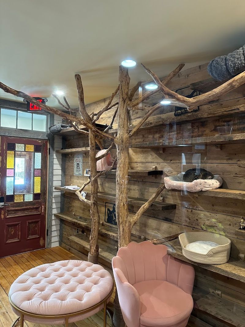 This cozy hideaway in New Hampshire serves coffee with a side of cats