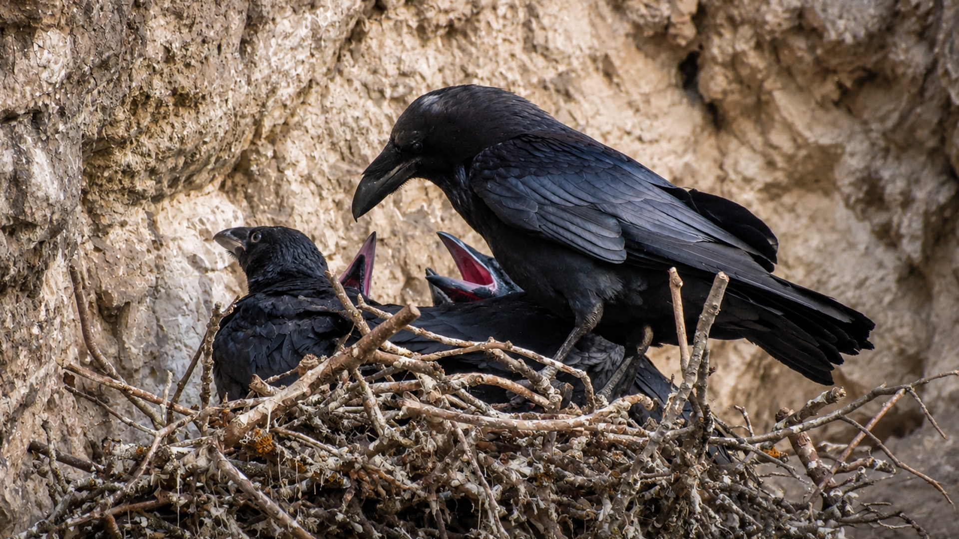 Hidden camera reveals raven family hidden among rocky cliffs